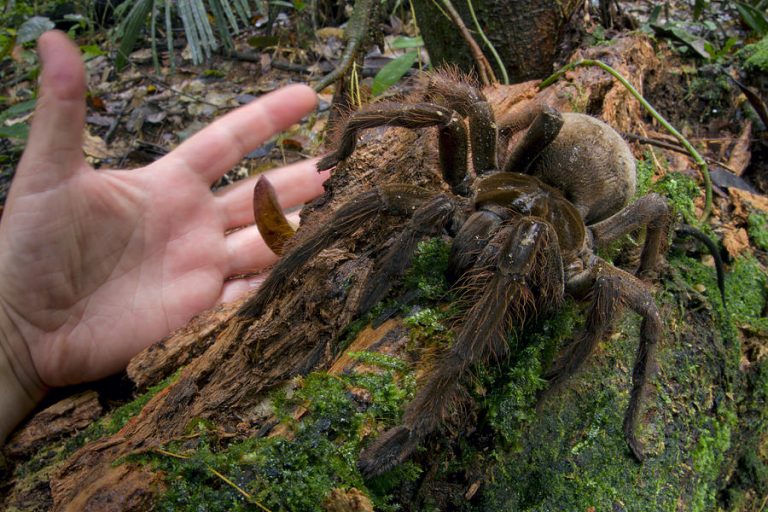 Arachnofobie snadno a rychle: Jsou obrovští pavouci děsivou realitou ...