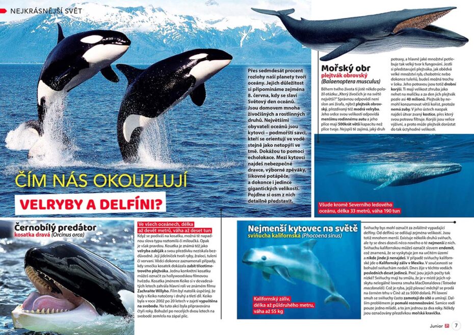 Čím nás okouzlují velryby a delfíni? – RF-Hobby.cz