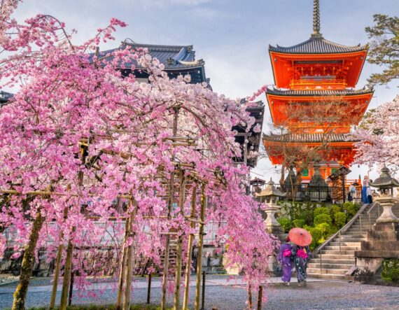 Sakura: Půvabný symbol Japonska – RF-Hobby.cz